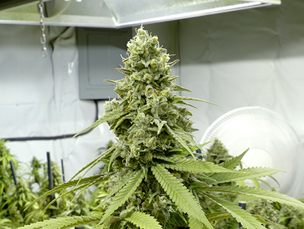 Alberta Liquor, Gaming & Cannabis | Law Matters